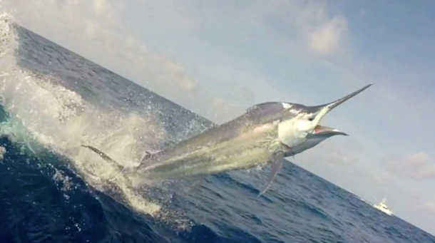 Video: Cairns marlin season highlights - Fishing World Australia
