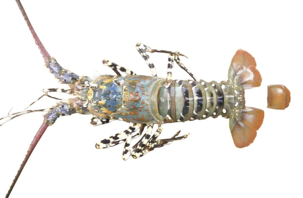 Tropical rocklobster rule reminder - Fishing World Australia
