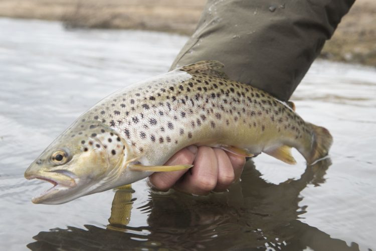 NSW trout season opens this weekend - Fishing World Australia