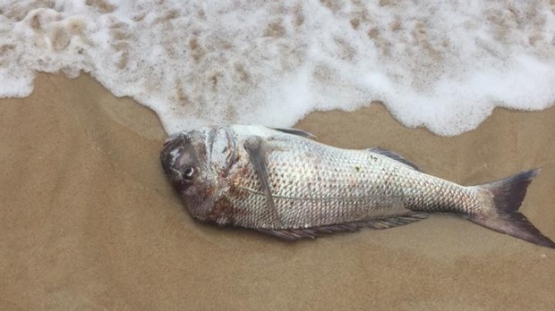 Mystery surrounds death of 700 snapper in WA - Fishing World Australia