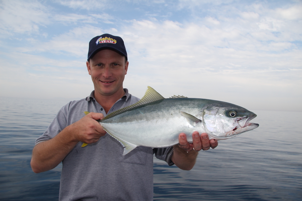 New study to investigate yellowtail Vic kingfish populations - Fishing ...