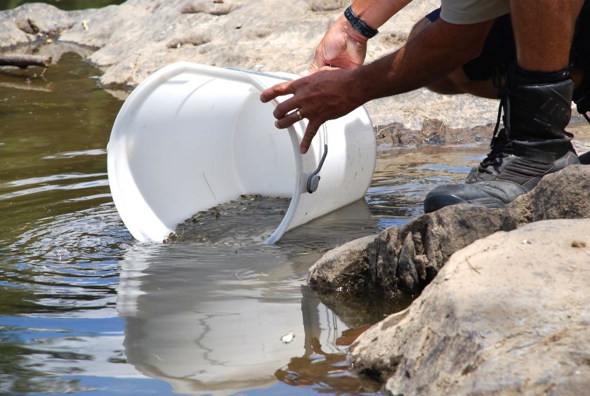Trout cod fingerlings released into Macquarie River - Fishing World ...