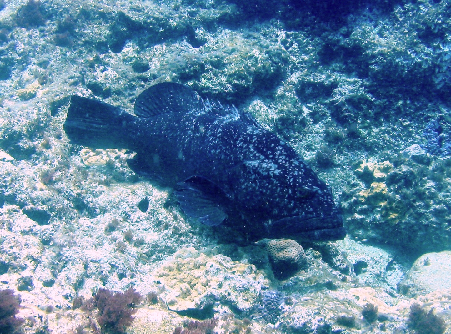 Visiting fishos reminded about sanctuary zones - Fishing World Australia