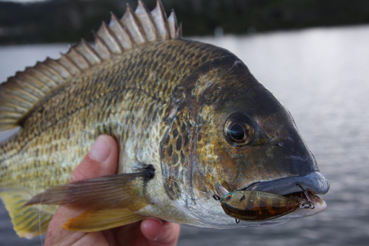 Secret creeks and big bream - Fishing World Australia
