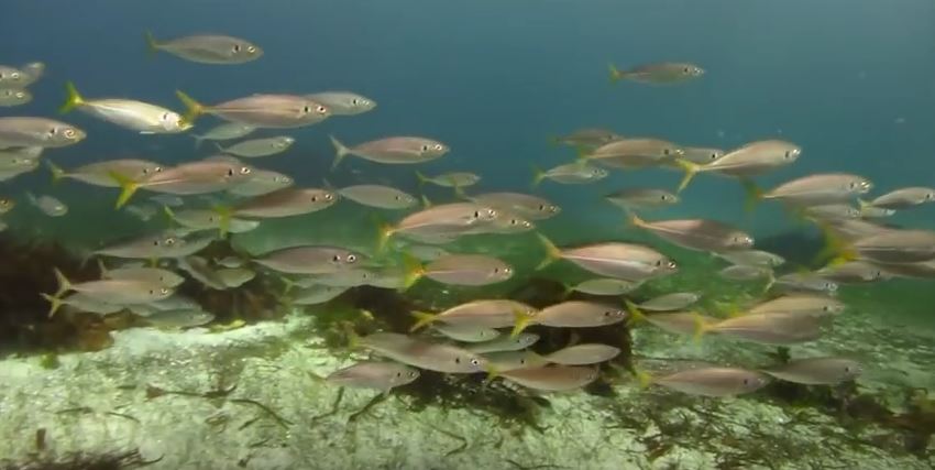 Video: Great Southern Reef - Fishing World Australia