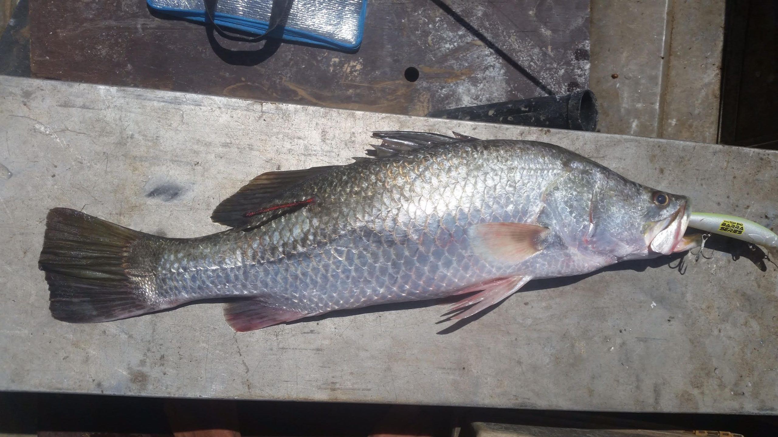Darwin man celebrates New Year with $10K Barra - Fishing World Australia