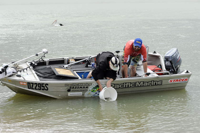 First round of SA Murray cod stocking complete - Fishing World Australia