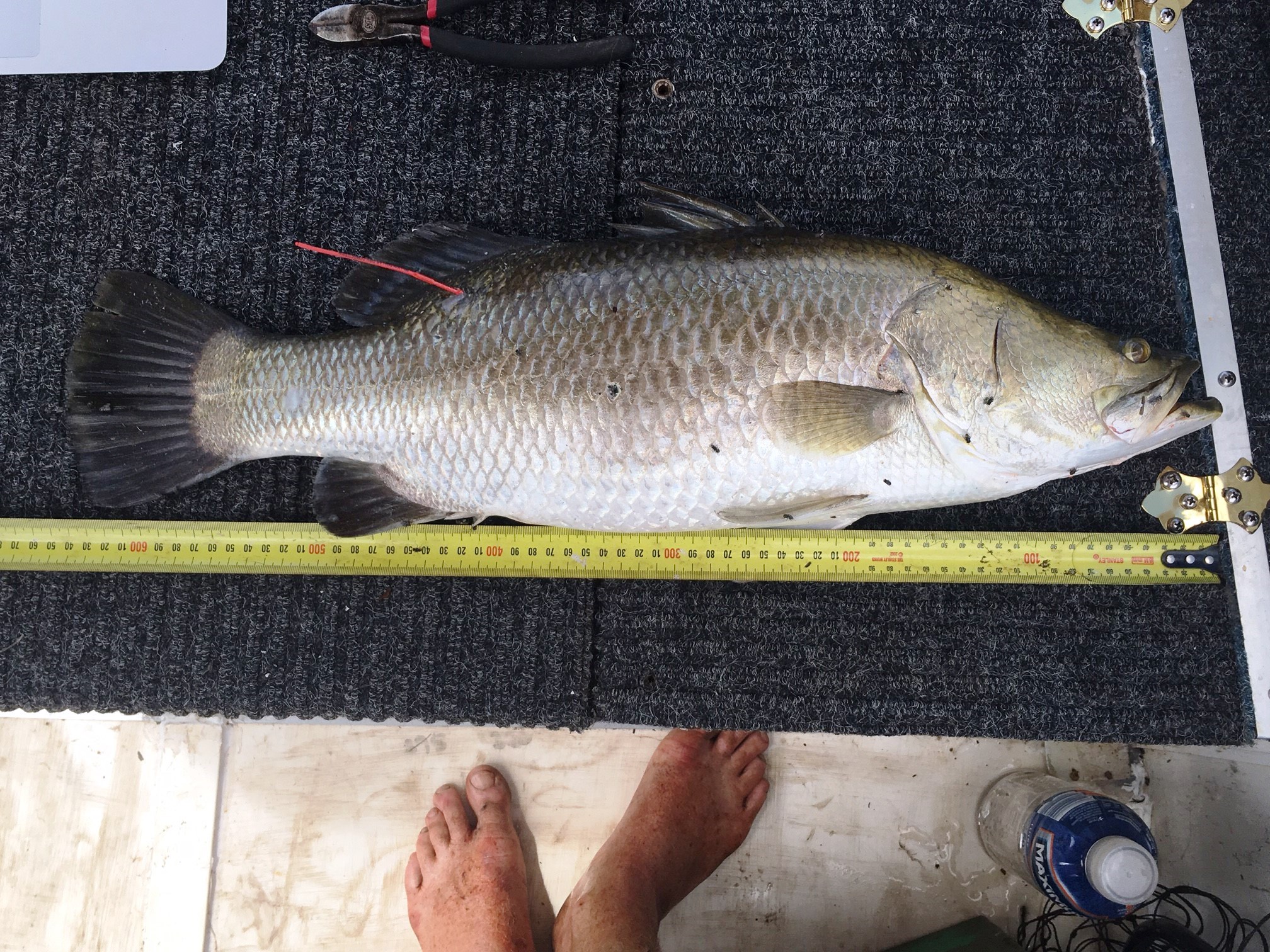 Seventh $10k barra caught on the Daly - Fishing World Australia