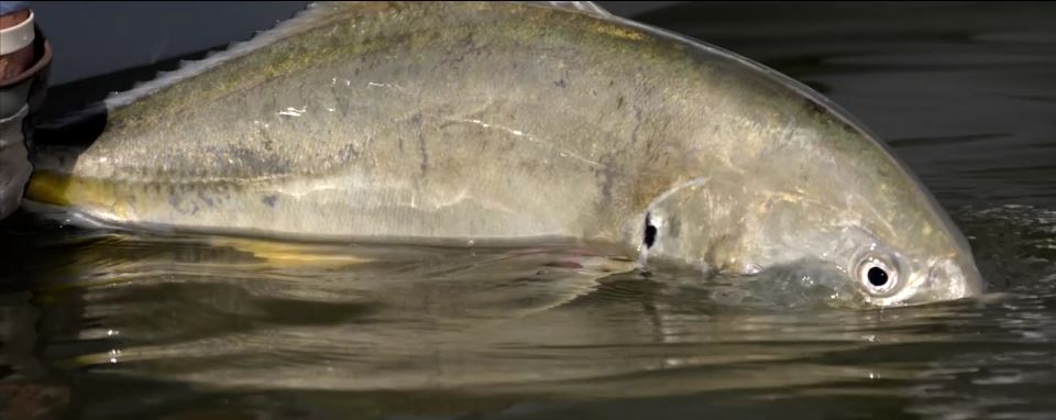 Video: Big surface redfish - Fishing World Australia