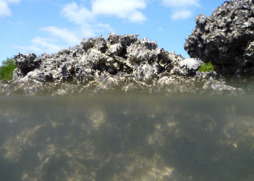 Funding obtained to kick off shellfish reef research in SEQ - Fishing ...