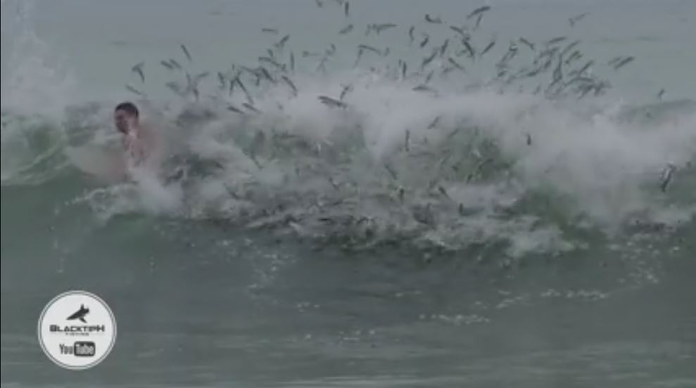 VIDEO: Tarpon feeding in Florida mullet run - Fishing World Australia