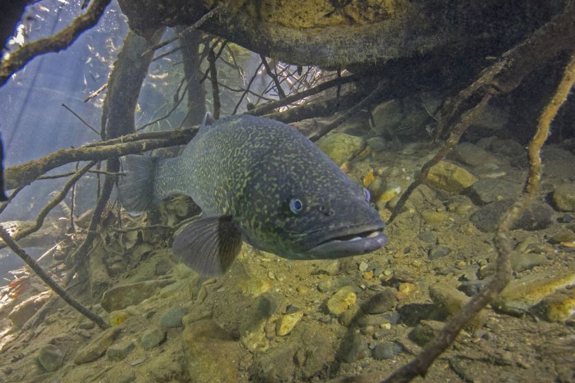 DPI release protection guide for Eastern cod - Fishing World Australia