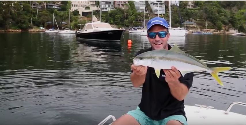 VIDEO: Baitfishing tips for Sydney yellowtail kingfish - Fishing World ...