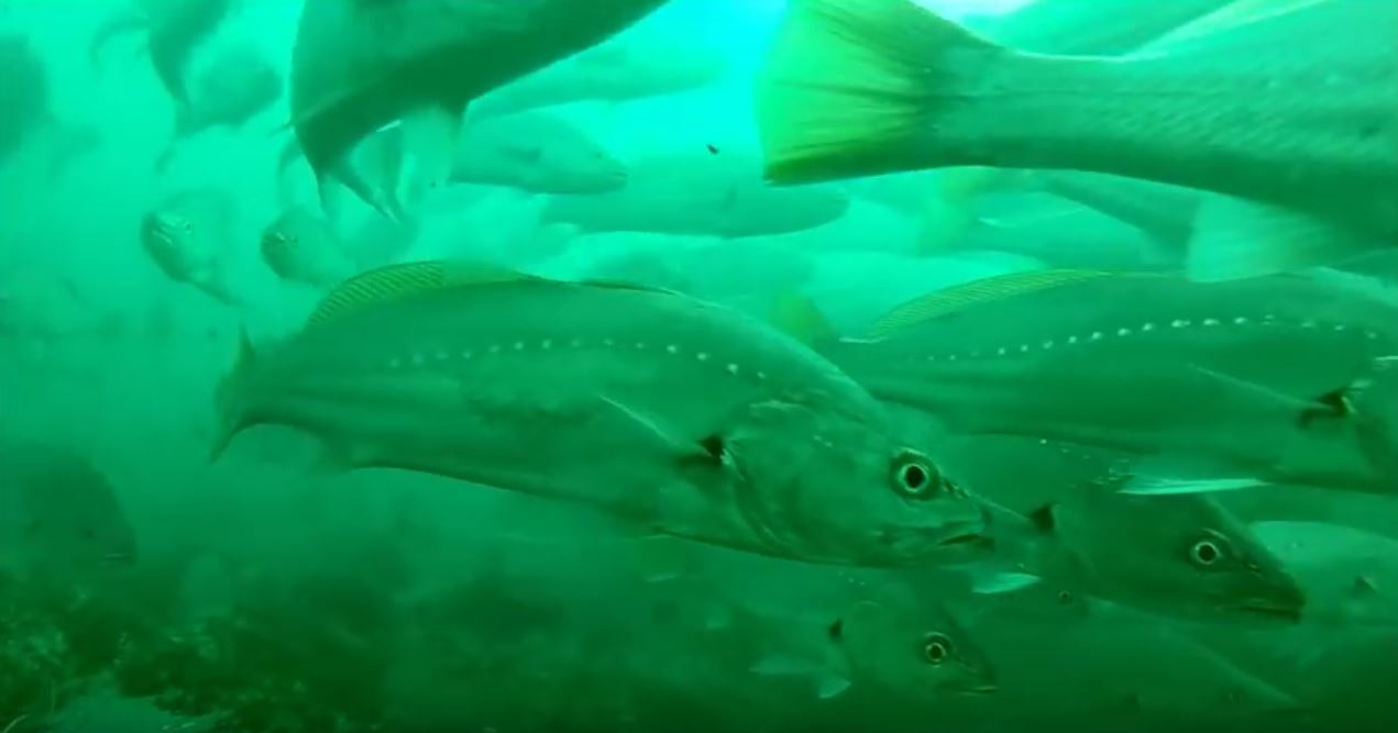 VIDEO: The importance of snags for estuary fish - Fishing World Australia