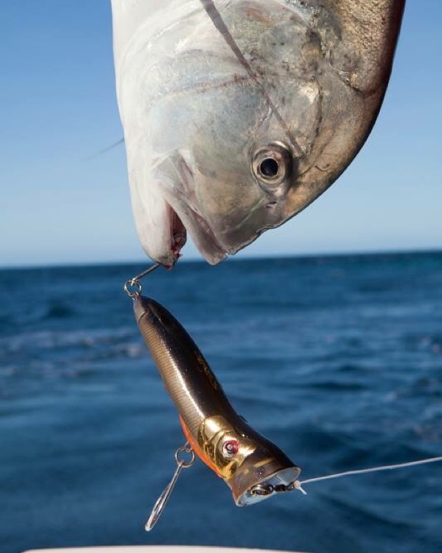 Fish lack the brains for pain - Fishing World Australia