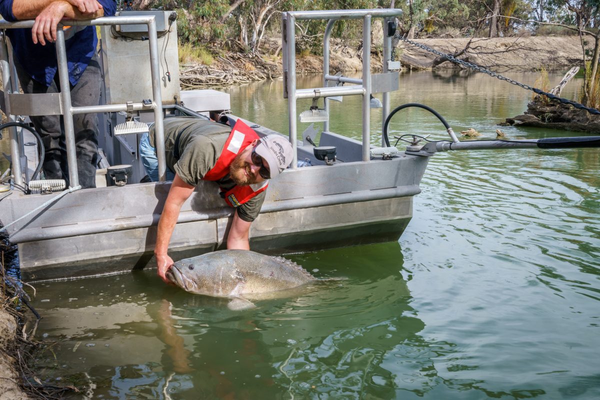 Murray River "fishway" monitoring reveals native fish movements ...