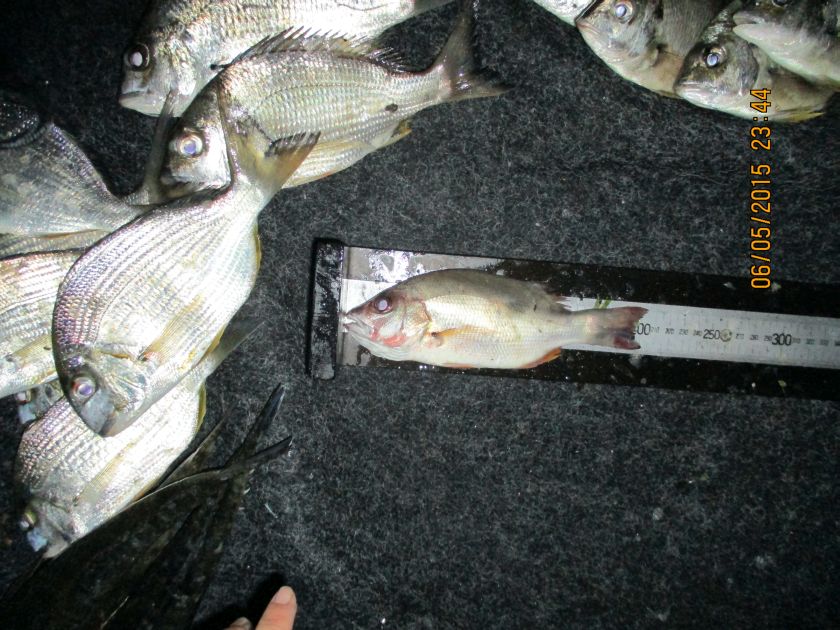 Repeat offender gets big fine for undersized fish - Fishing World Australia