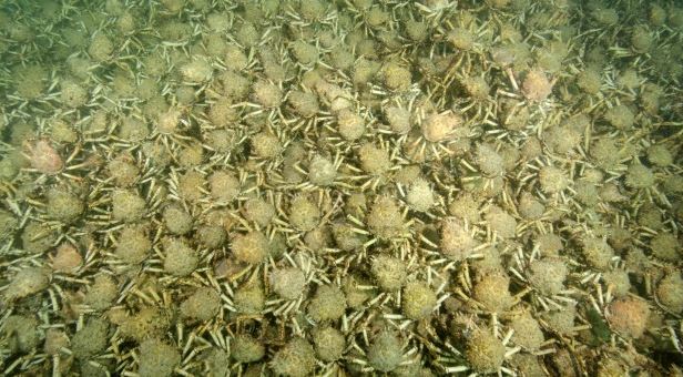 VIDEO: Giant spider crab migration in Port Phillip Bay - Fishing World ...