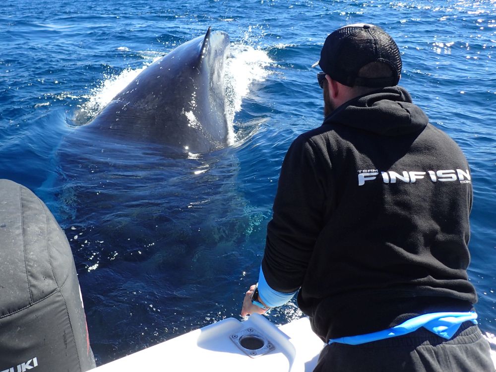 VIDEO: Fishing World's whale encounter goes viral - Fishing World Australia