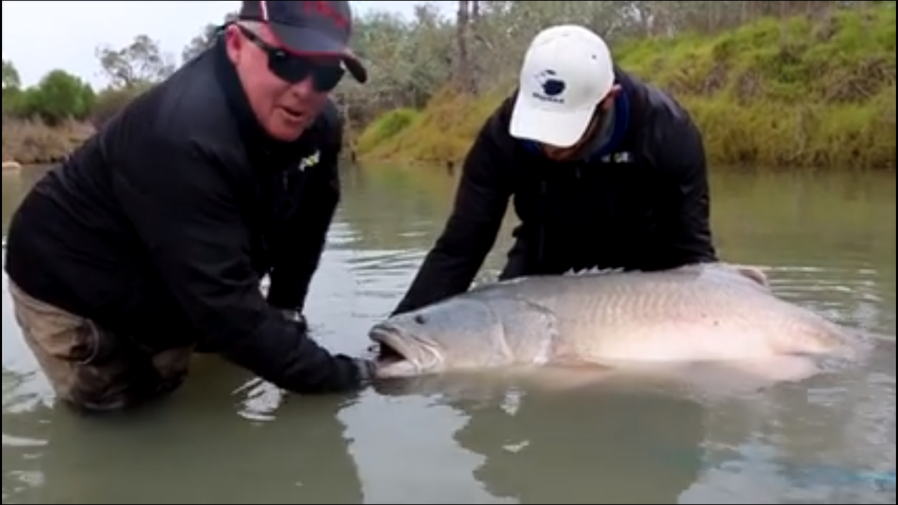 VIDEO: Rod Mackenzie with a 100lb Murray cod - Fishing World Australia