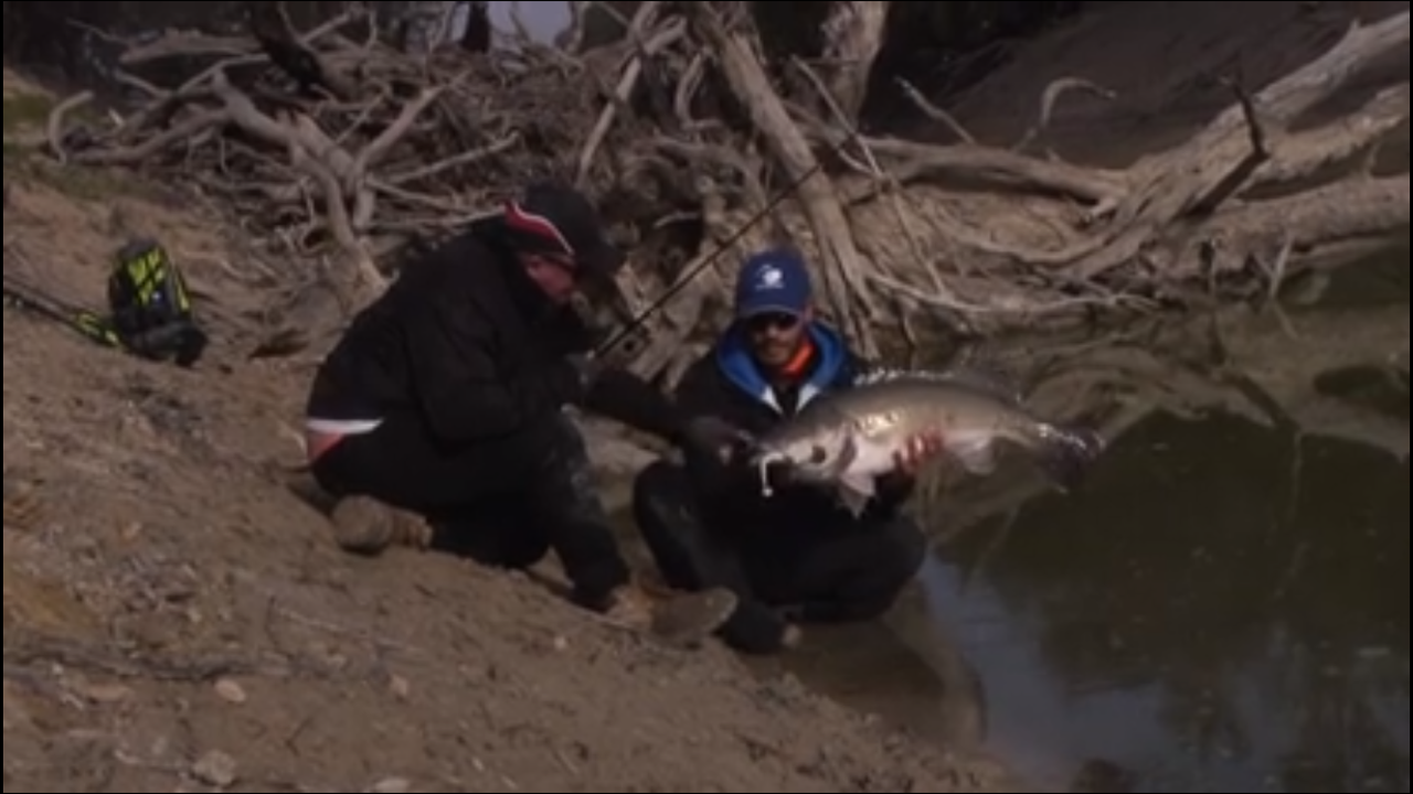 VIDEO: Rod Mackenzie on spinnerbaits for cod - Fishing World Australia