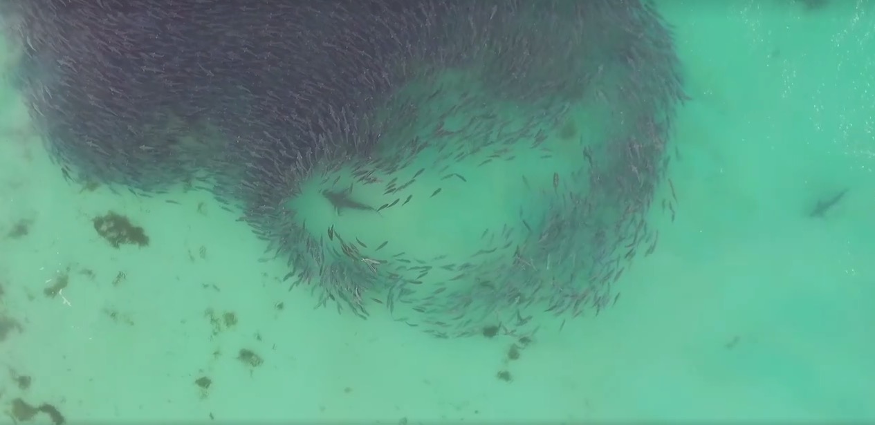 VIDEO: Sharks attack salmon ball in Western Australia - Fishing World ...