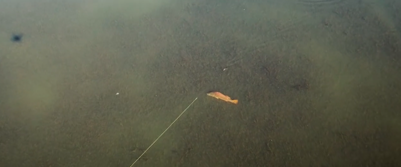 VIDEO: Basically Barra: Drone and topwater fishing for big barramundi ...