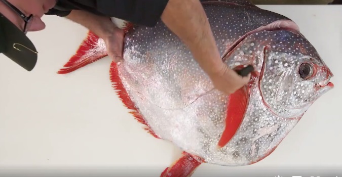 VIDEO: Fish filleting level 'Expert'! - Fishing World Australia
