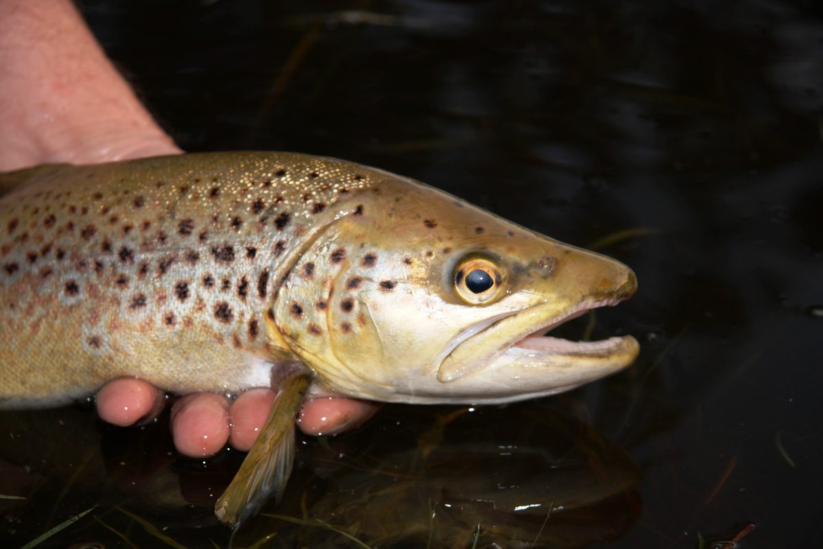 New trout regs for Vic anglers - Fishing World Australia