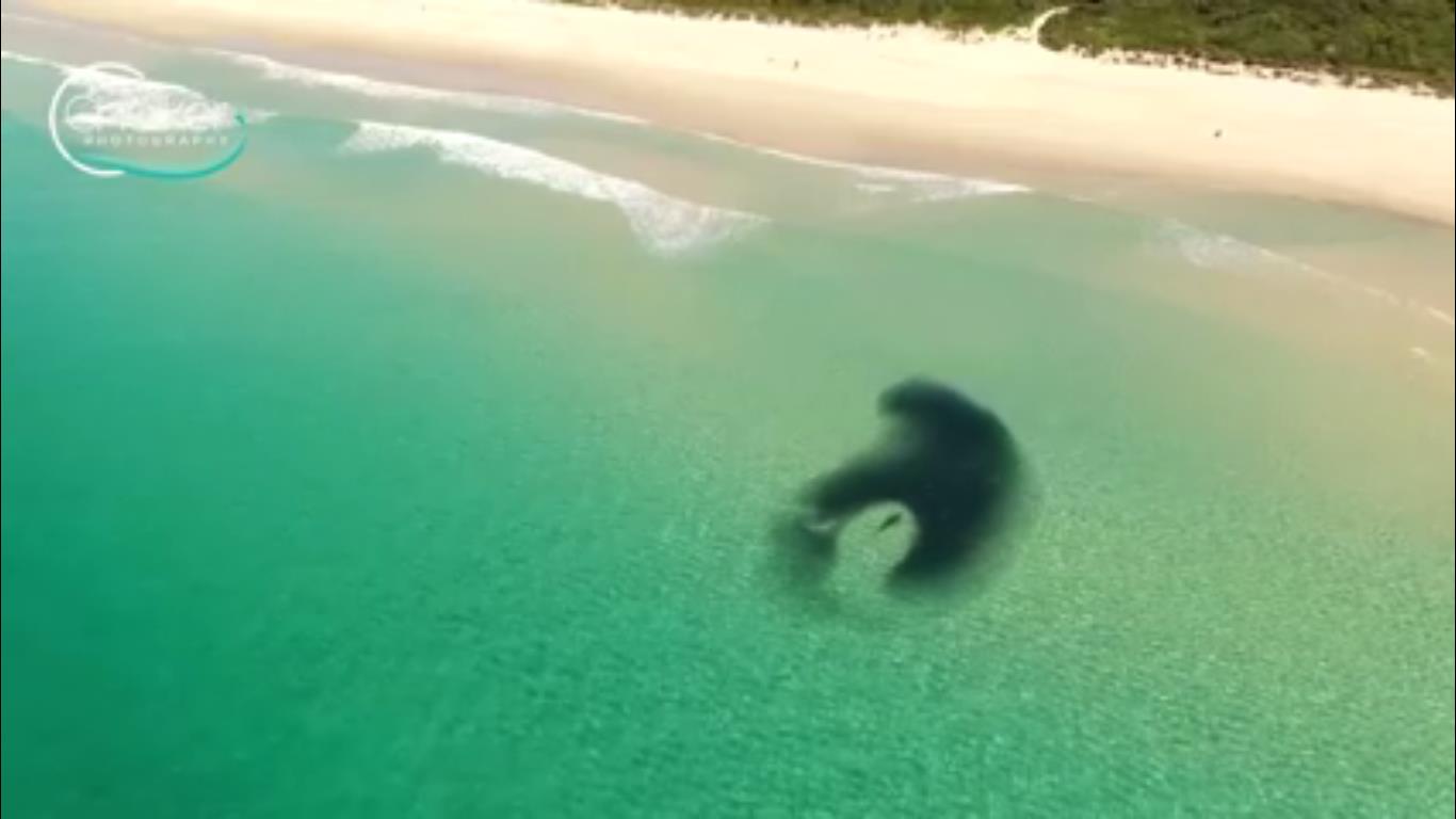 VIDEO: Amazing pilchard migration from the air - Fishing World Australia