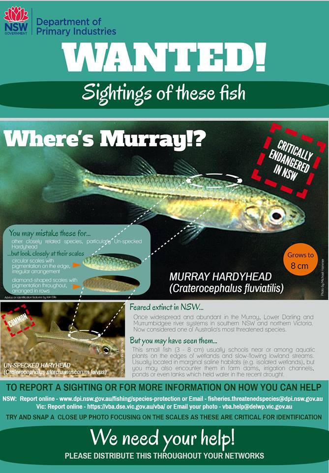 Reward for sighting threatened fish - Fishing World Australia
