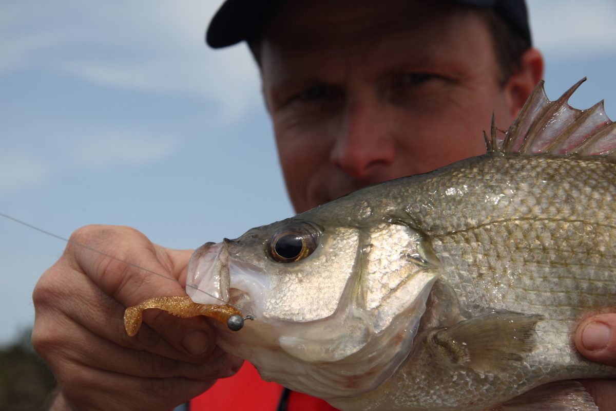 NSW's first ever estuary perch stocking - Fishing World Australia
