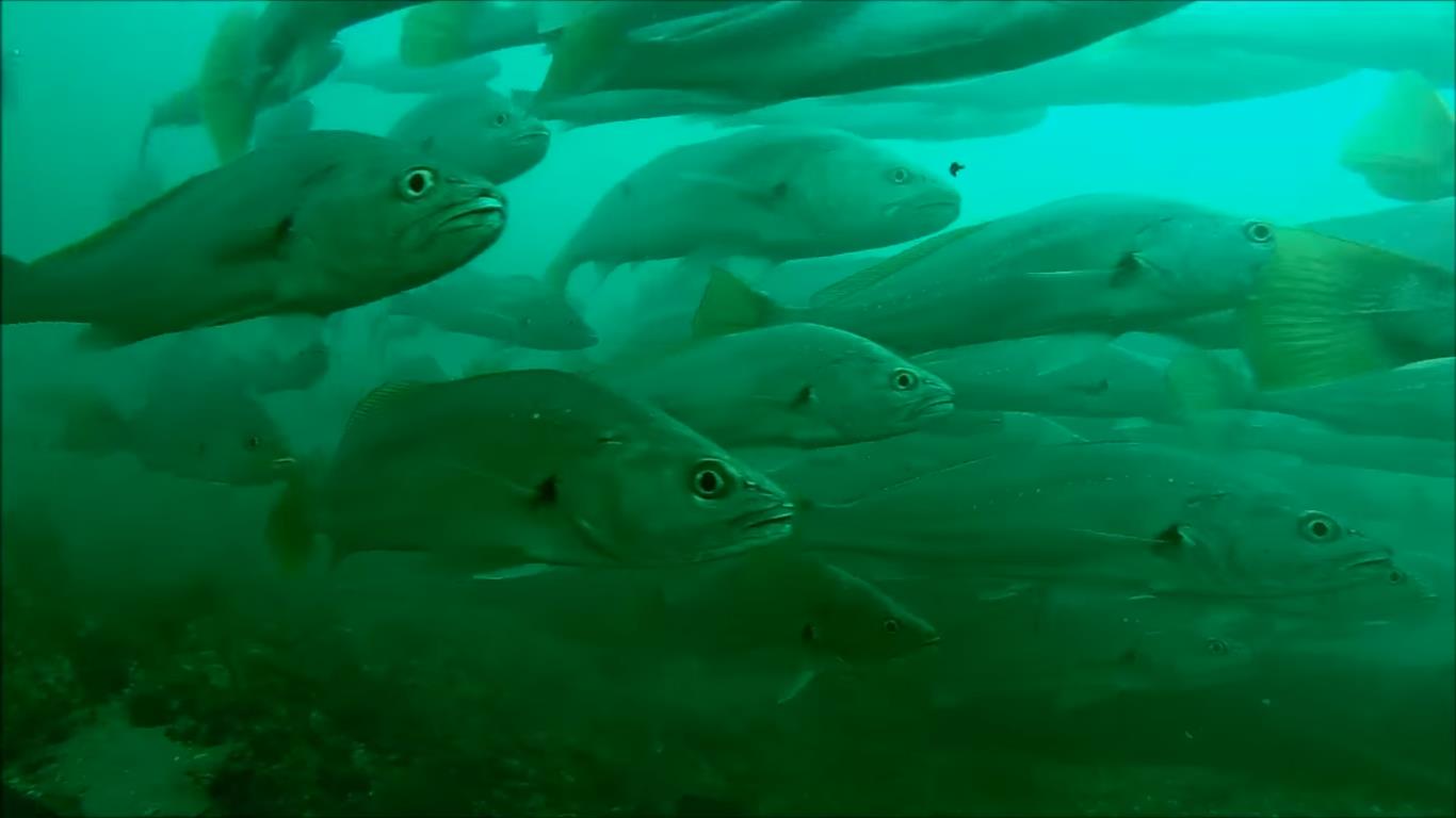VIDEO: Estuary fish on woody habitat - Fishing World Australia