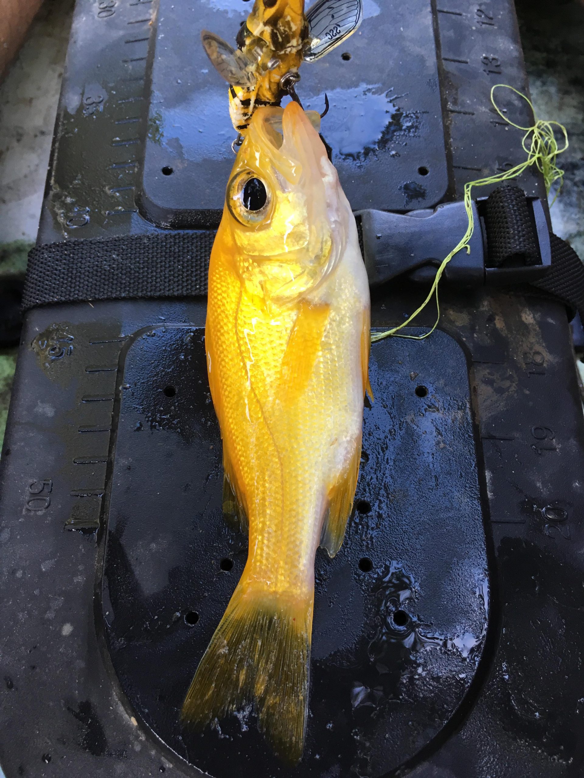 Golden bass caught in NSW - Fishing World Australia
