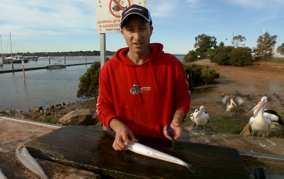 VIDEO: How to fillet a whiting - Fishing World Australia