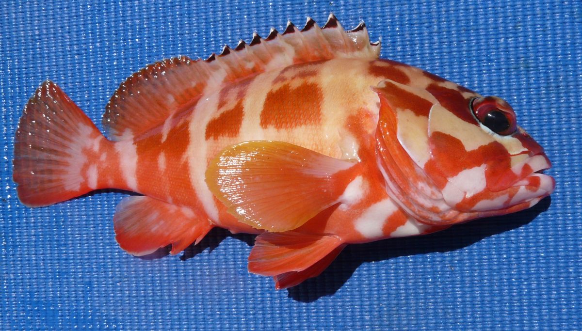 FISH FACTS: Transgender fish... - Fishing World Australia