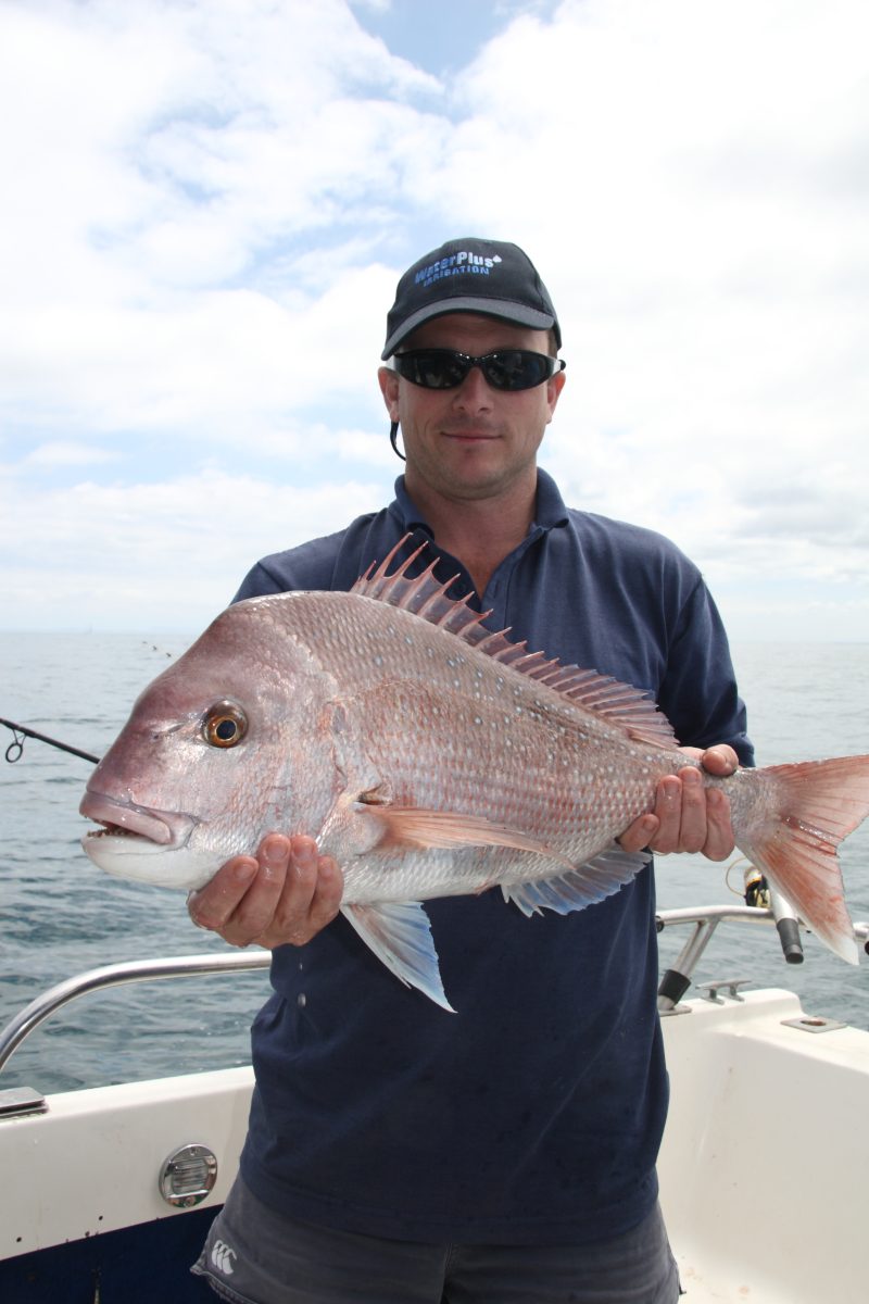 Snapper survey reveals baby boom in Port Phillip - Fishing World Australia