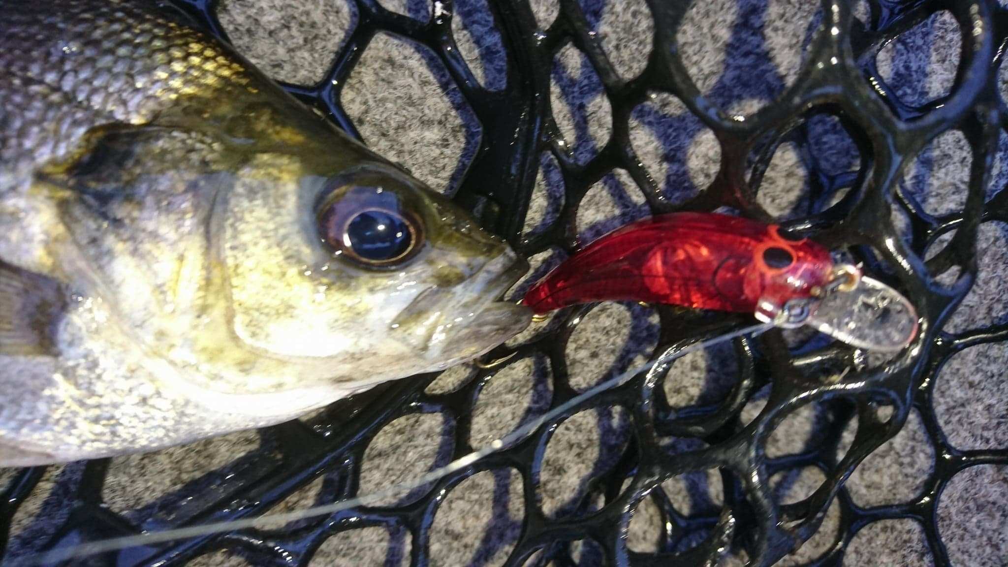 Oar-Gee lures review - Fishing World Australia