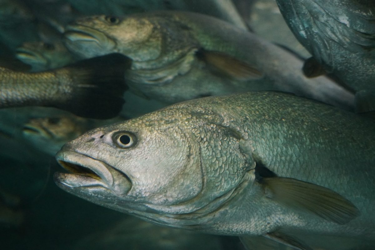 NSW releases draft mulloway harvest strategy - Fishing World Australia