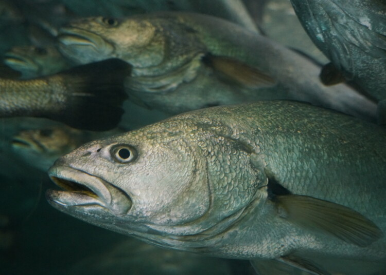 How to catch mulloway - Fishing World Australia