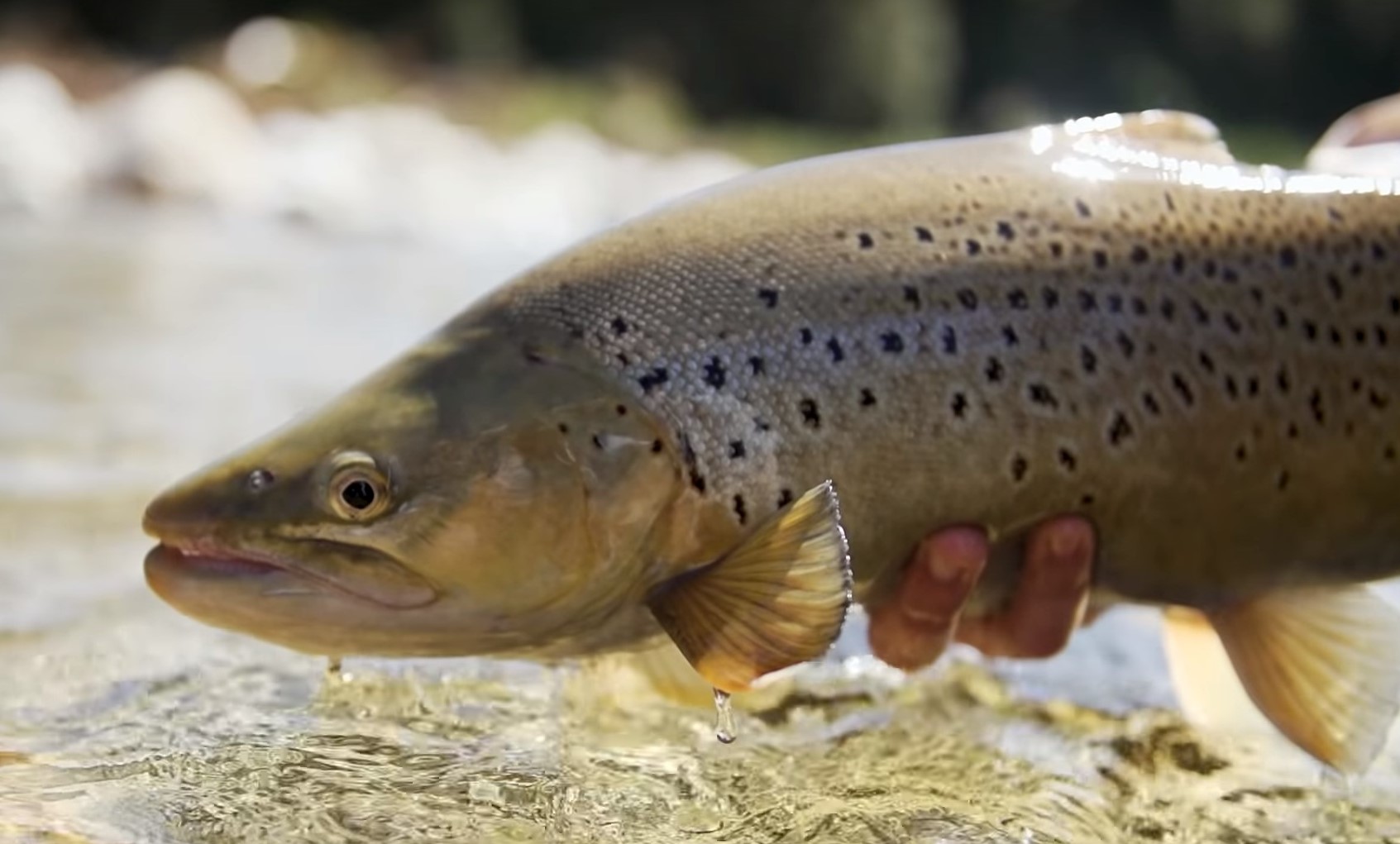 VIDEO: "The Introduction", New Zealand's brown trout story - Fishing ...