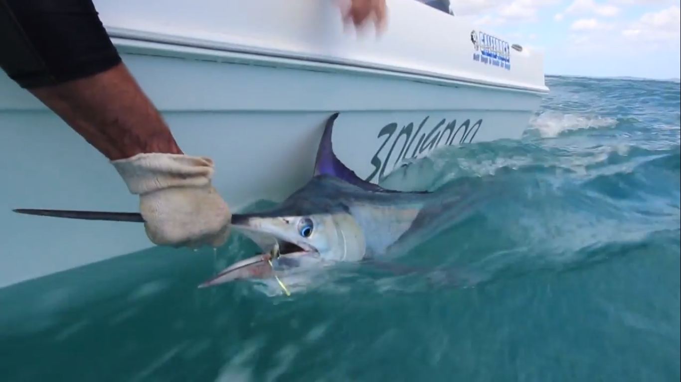 Fly Fishing For Black Marlin In Kenya at Lorelei Rios blog