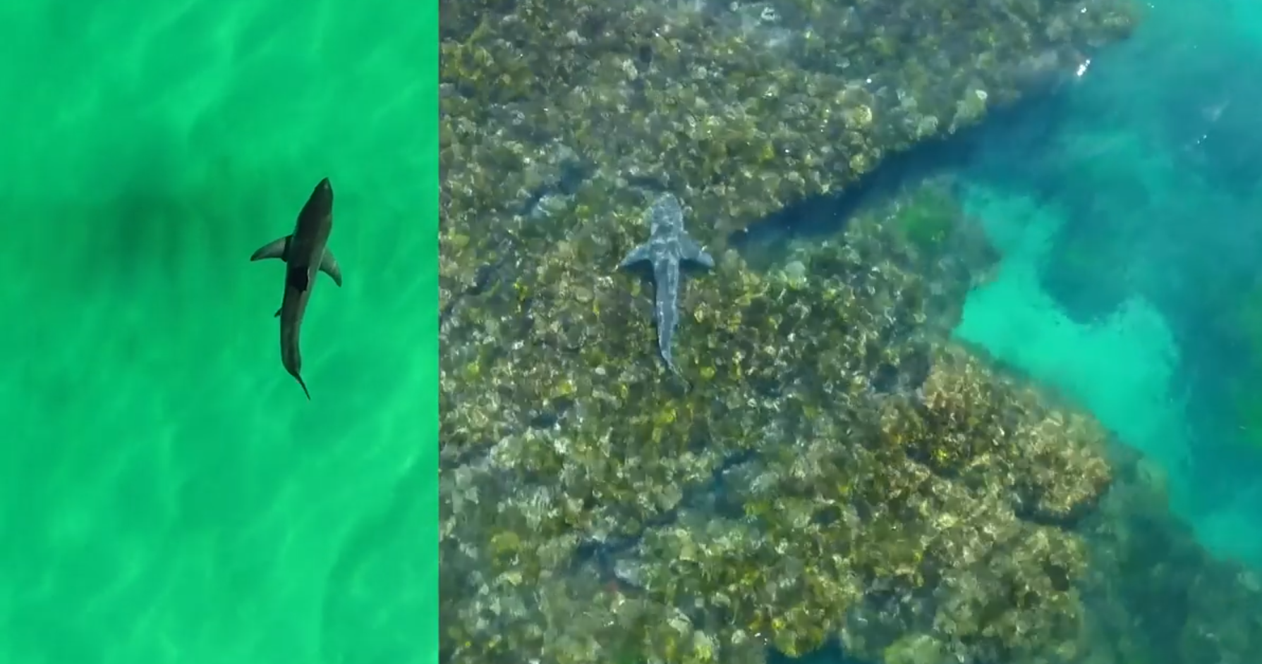 VIDEO: New tools help ID sharks from the air - Fishing World Australia