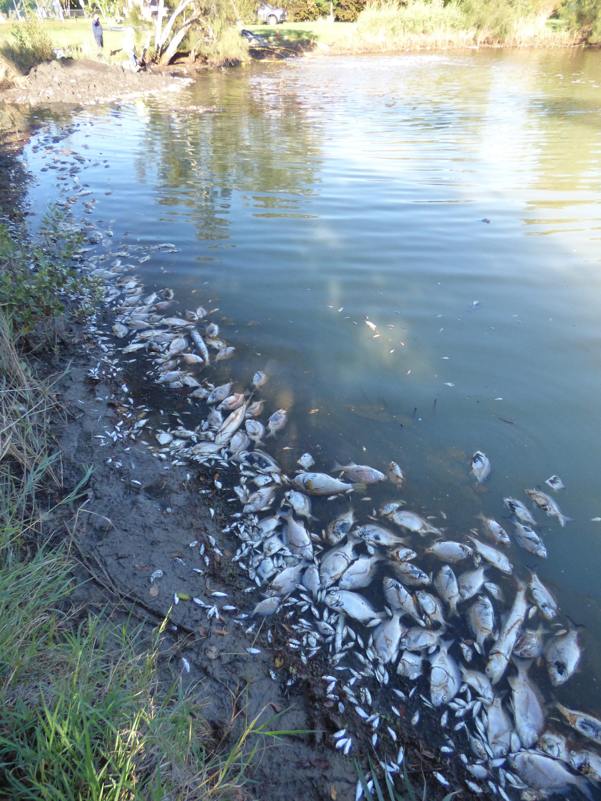 Beachmere fish kill report released - Fishing World Australia