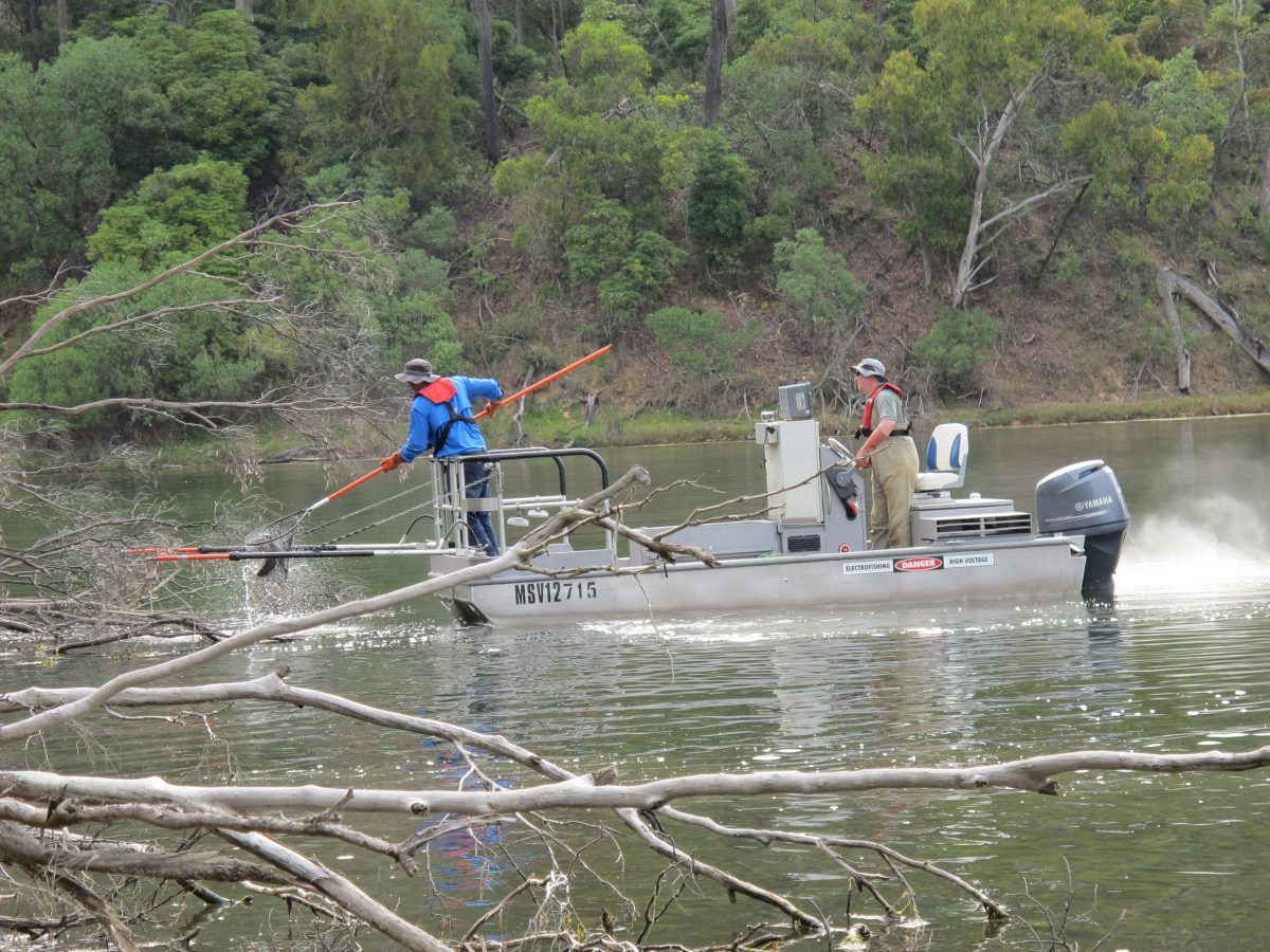 Estuary electrofishing - a quantum leap for fish surveys - Fishing ...