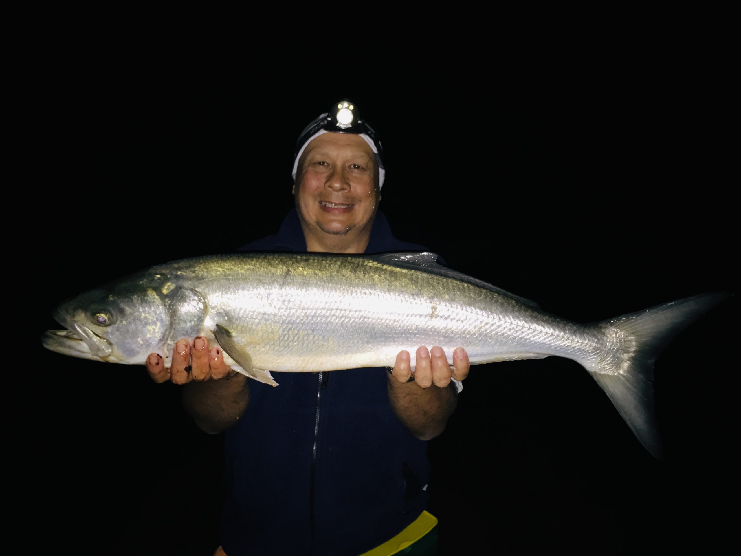 Call To Increase Legal Length Of Tailor In NSW Fishing World Australia call-to-increase-legal-length-of-tailor-in-nsw-fishing-world-australia