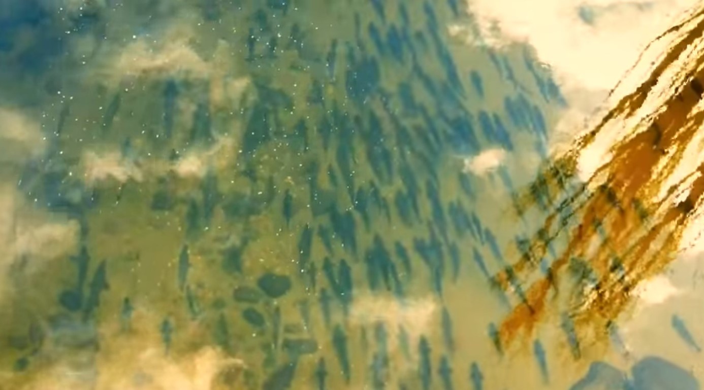 2019 Trout Strategy Workshop at Wallerawang, NSW, June 15 - Fishing ...