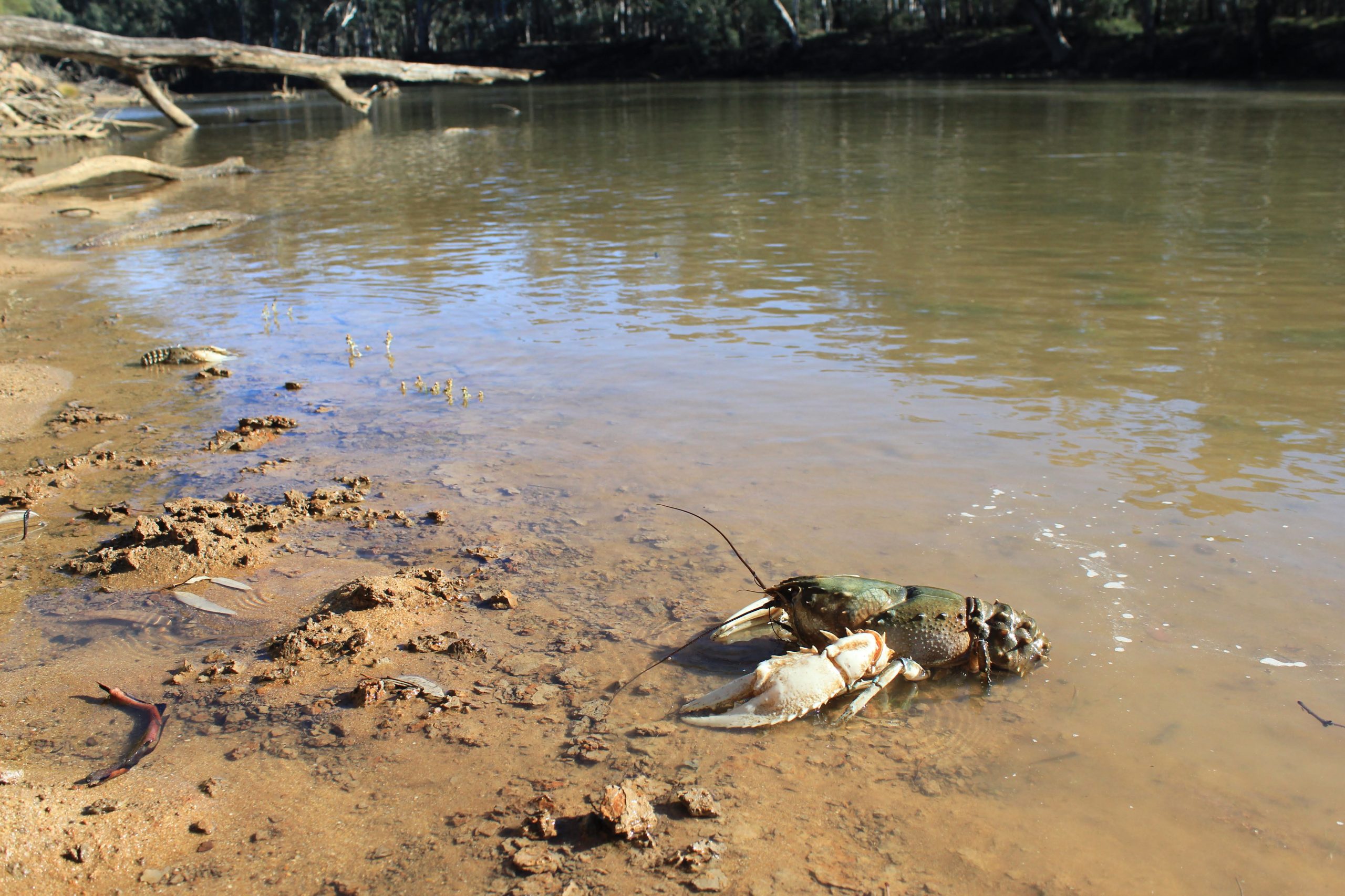 Murray crayfish population clawing back - Fishing World Australia