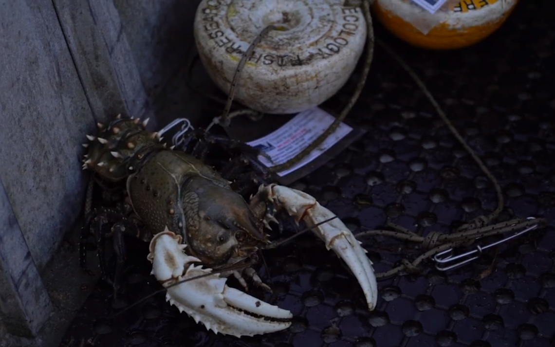 VIDEO: Surveys to safeguard Murray crayfish - Fishing World Australia