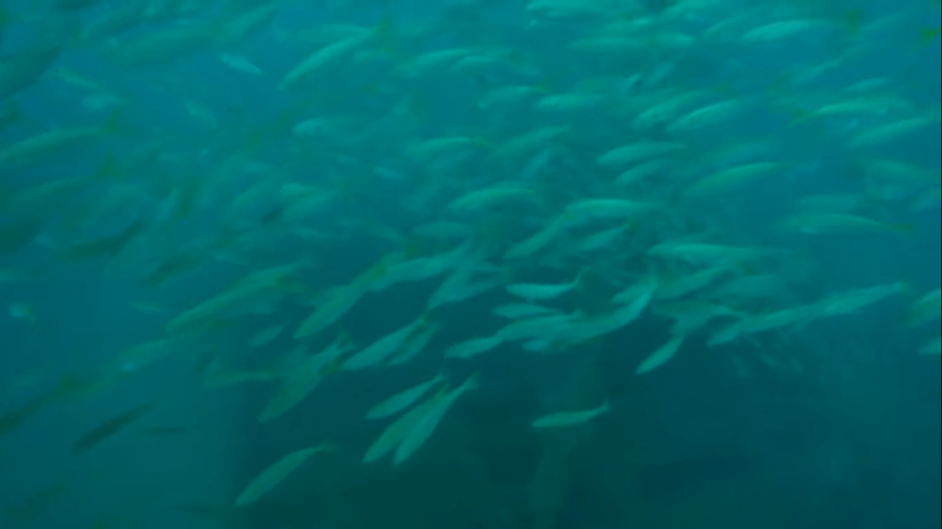 Sydney Reef still producing - Fishing World Australia